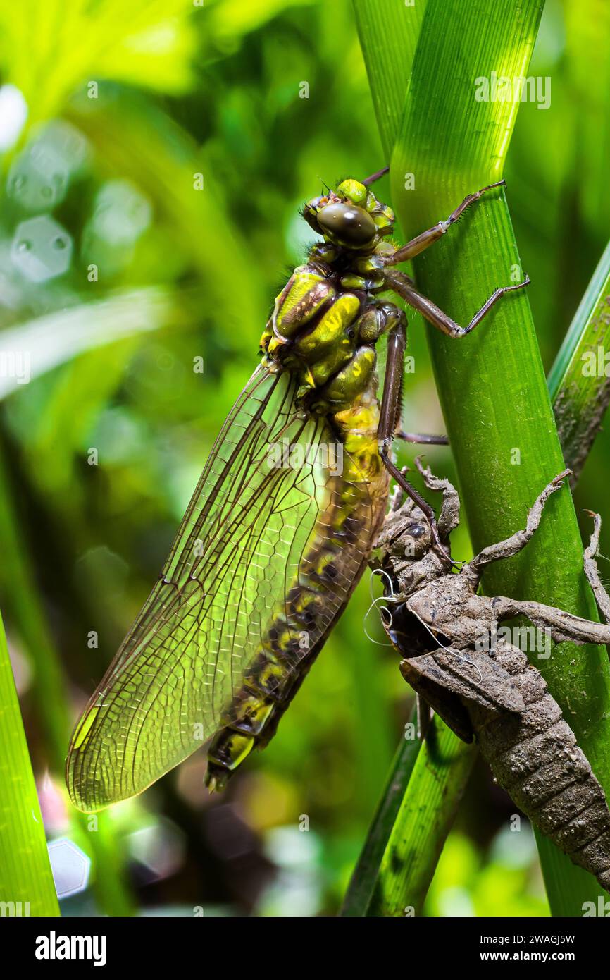 Larval dragonfly grey shell. Nymphal exuvia of Gomphus vulgatissimus ...
