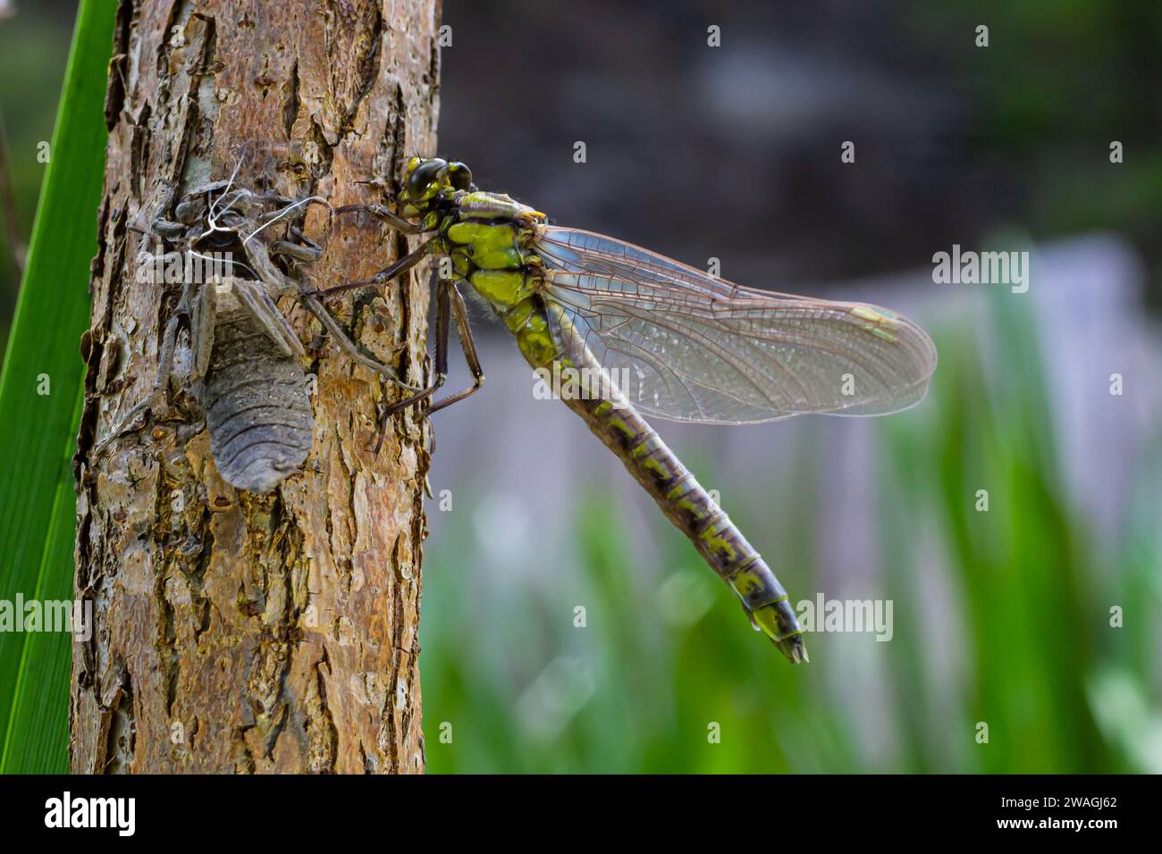 Larval dragonfly grey shell. Nymphal exuvia of Gomphus vulgatissimus ...