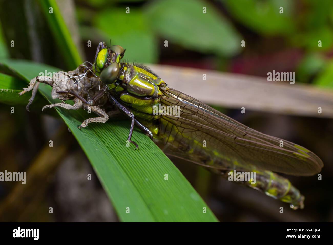 Larval dragonfly grey shell. Nymphal exuvia of Gomphus vulgatissimus ...