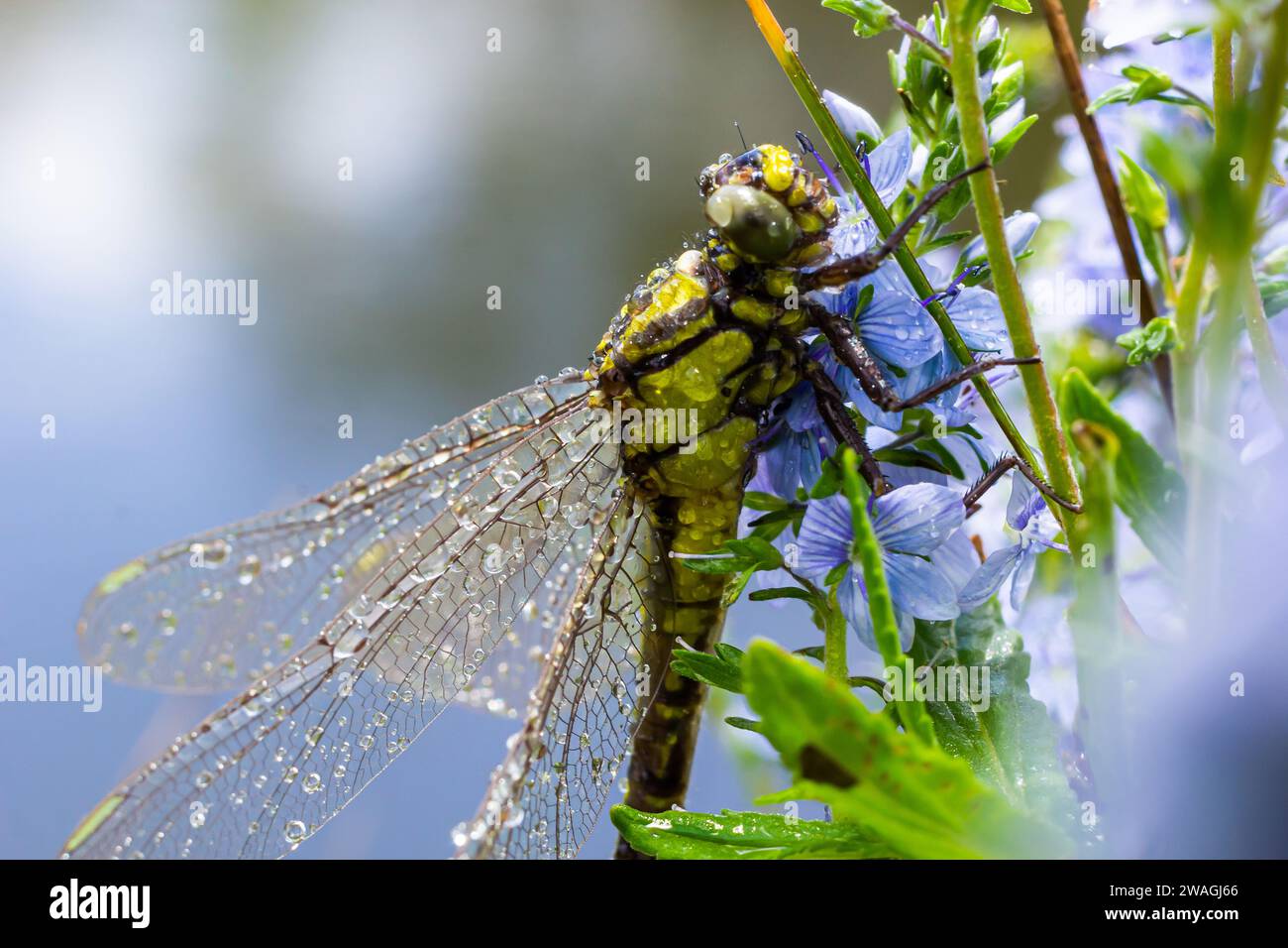 Dragonfly Gomphus vulgatissimus in front of green background macro shot ...