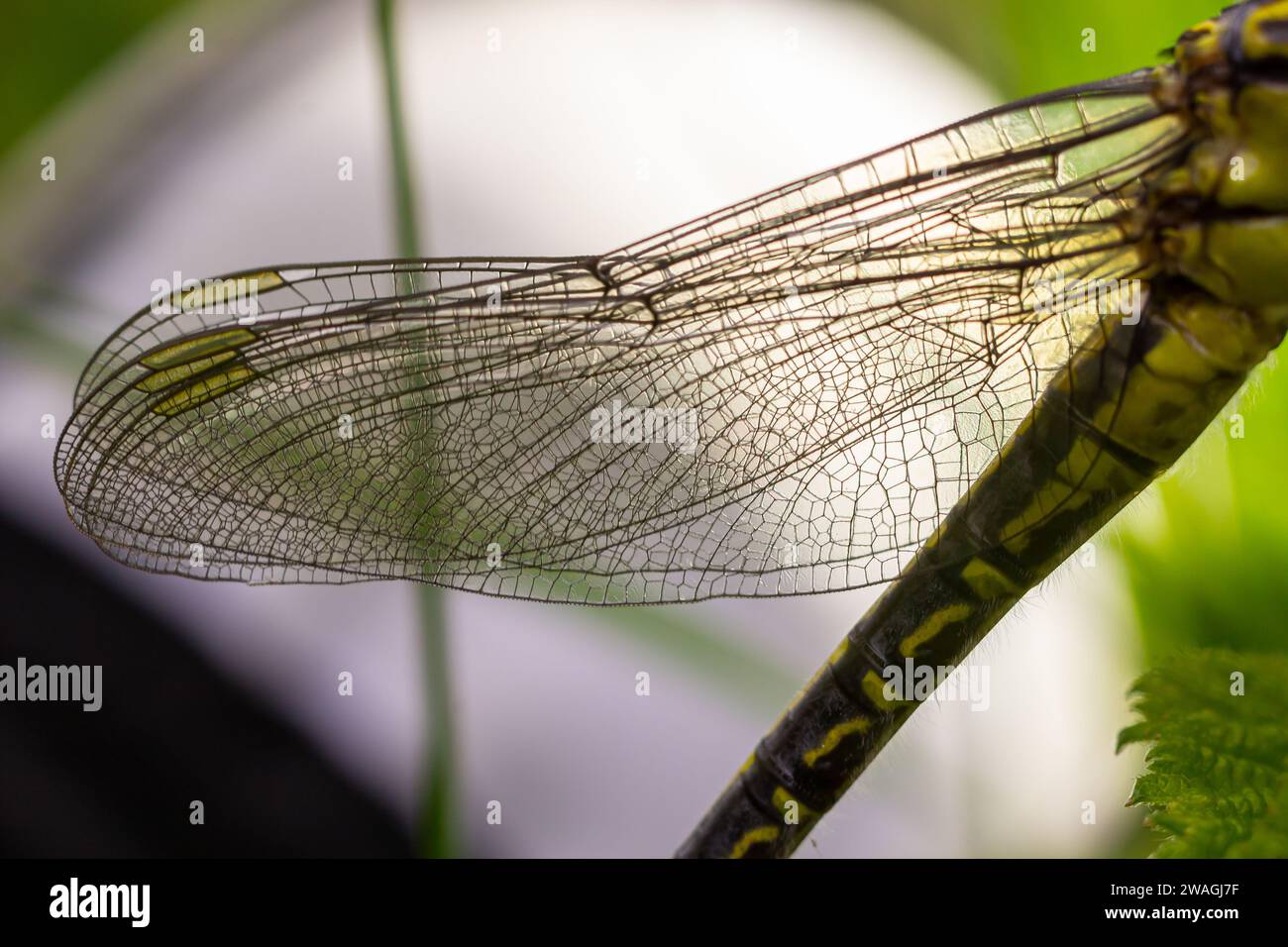Larval dragonfly grey shell. Nymphal exuvia of Gomphus vulgatissimus ...