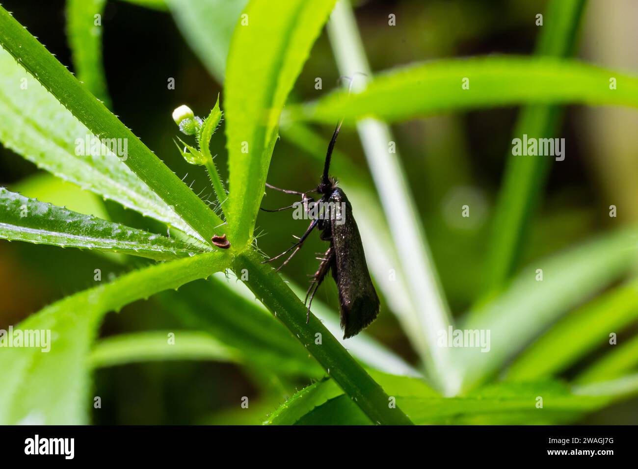 The Adelidae or fairy longhorn moths Stock Photo - Alamy