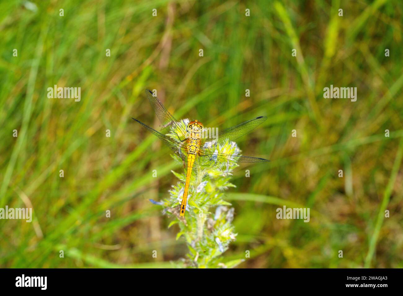 Sympetrum sanguineum Family Libellulidae Genus Sympetrum Ruddy darter ...