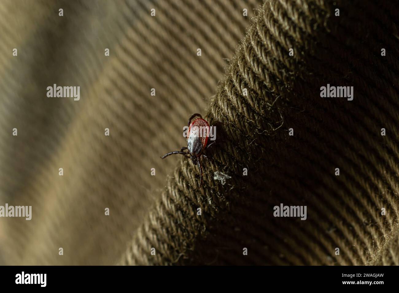 A dangerous insect mite on the tissue surface creeps toward the target ...