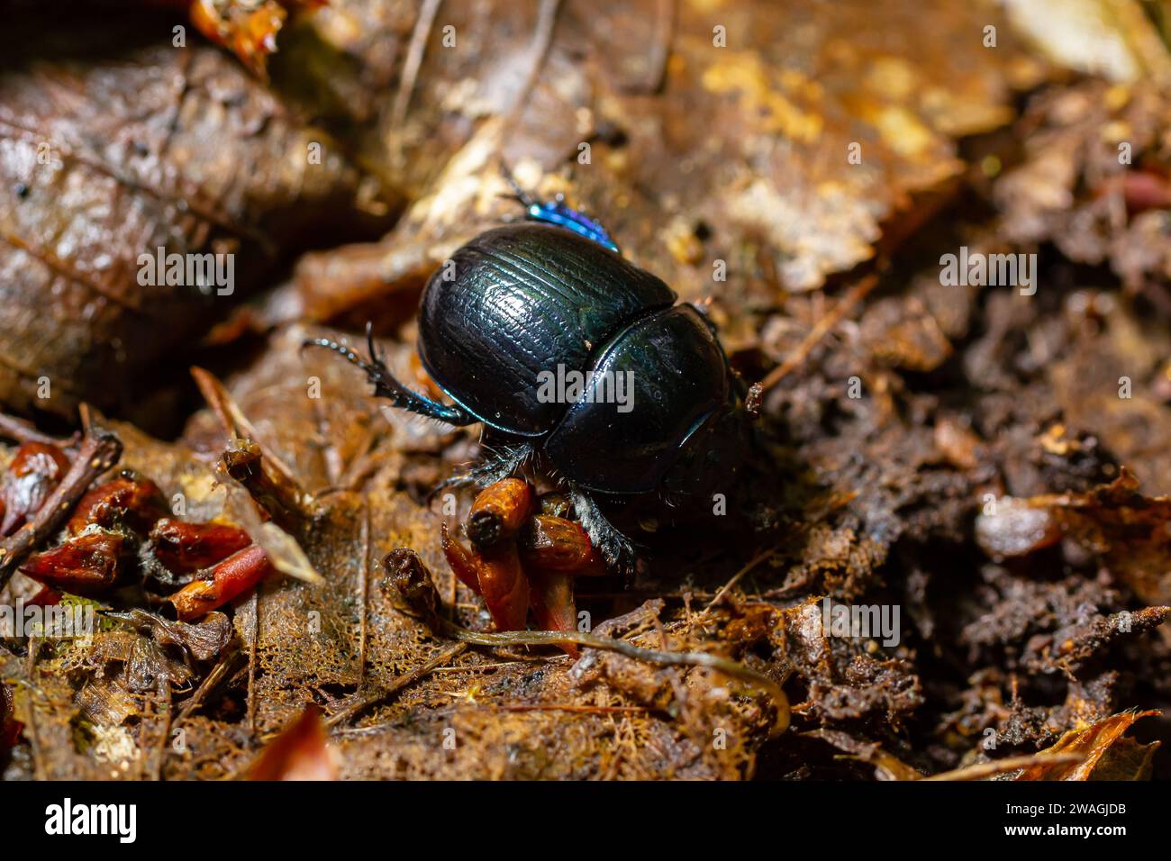 Earth boring dung beetles, Anoplotrupes stercorosus Stock Photo - Alamy