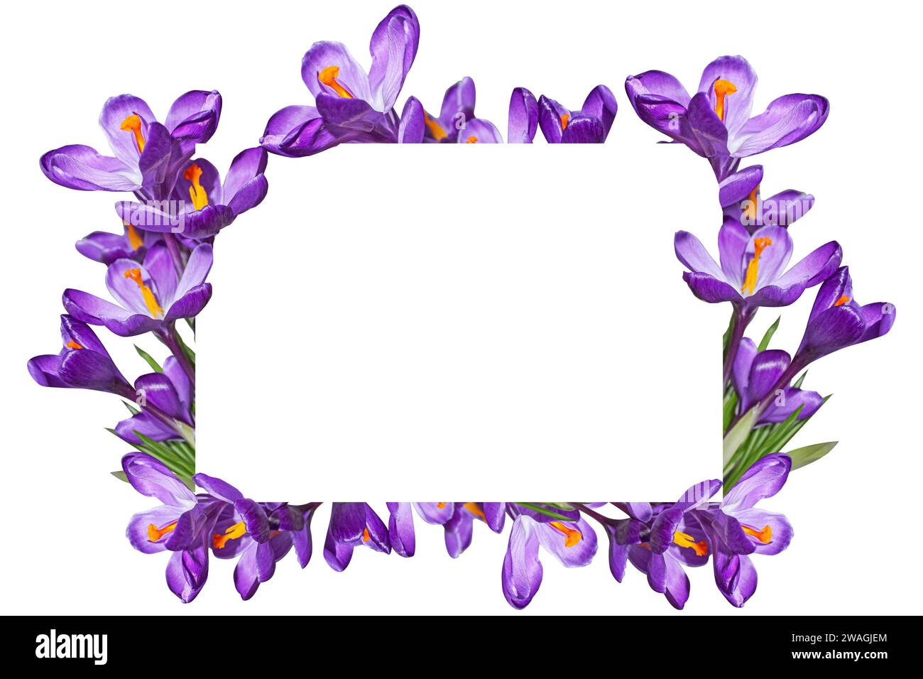 Floral frame with purple crocuses and white paper. Purple crocuses frame on white background ...