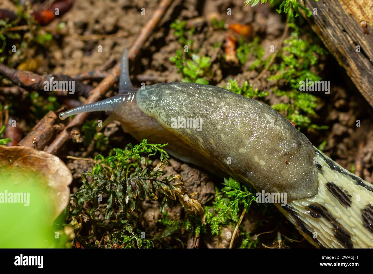Limax maximus - leopard slug crawling on the ground among the leaves ...