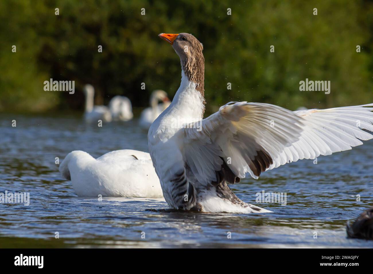 A domestic goose is a goose that humans have domesticated and kept for ...