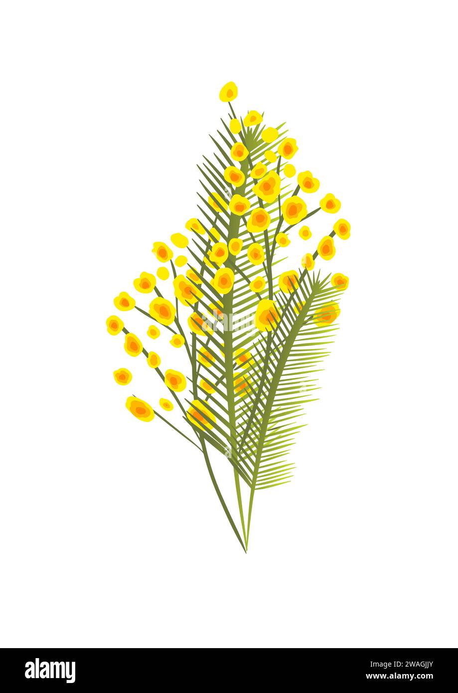 Bouquet of yellow mimosa. Beautiful fluffy flowers. Garden plant ...