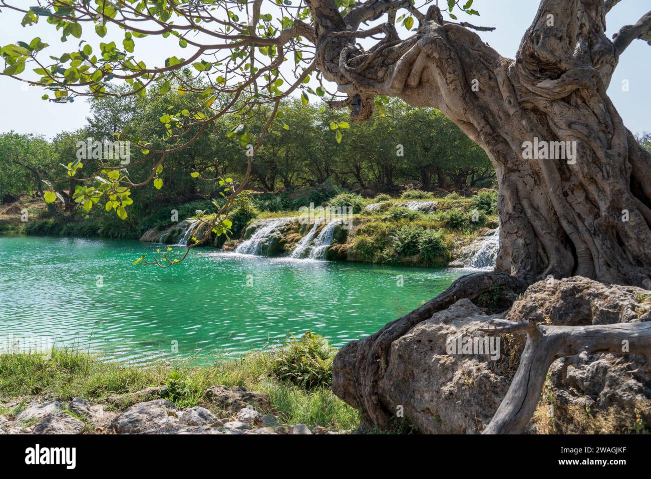 Wadi Darbat (The Darbat Valley) is the most beautiful and scenic spot ...
