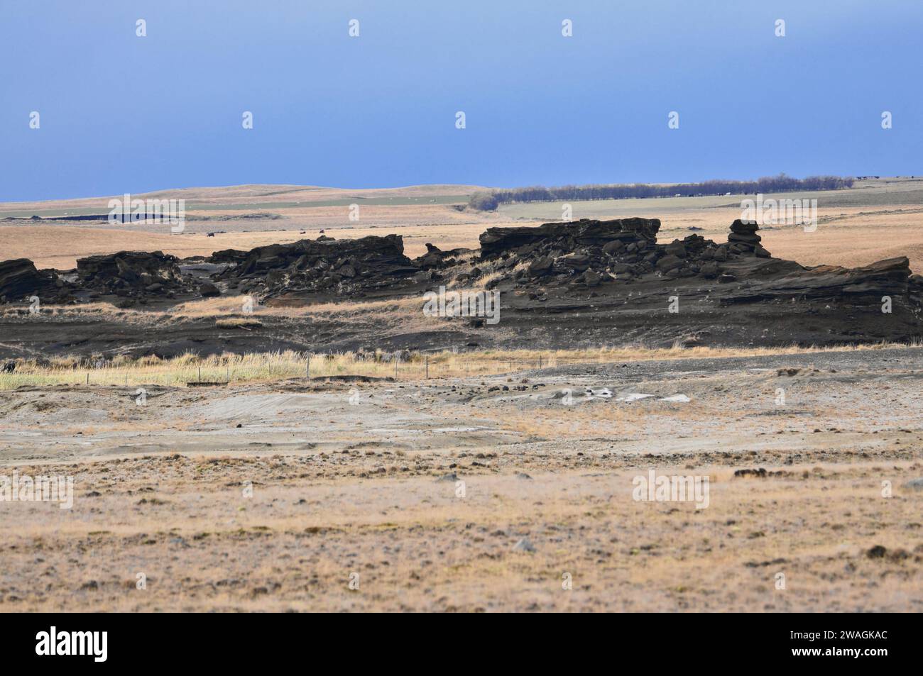 Lava Field North East of Hella with livestock forming in the distance ...
