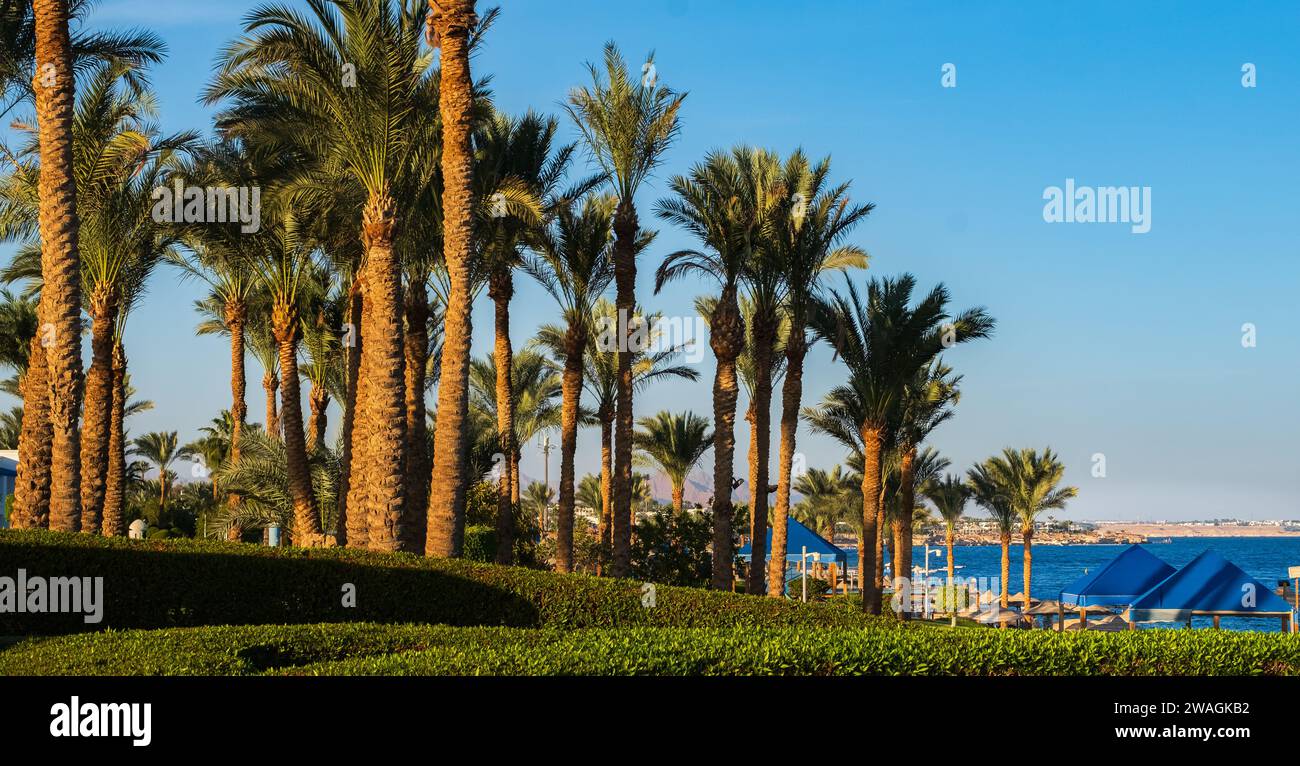 Panoramic view of Sharm El sheik Egypt. View of the beach and palm ...