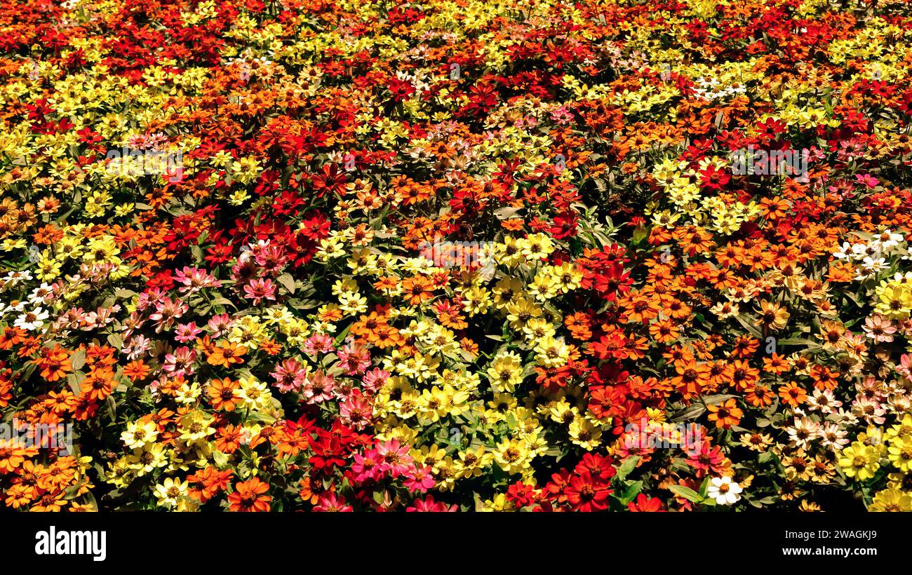 Garden flower background hi-res stock photography and images - Alamy