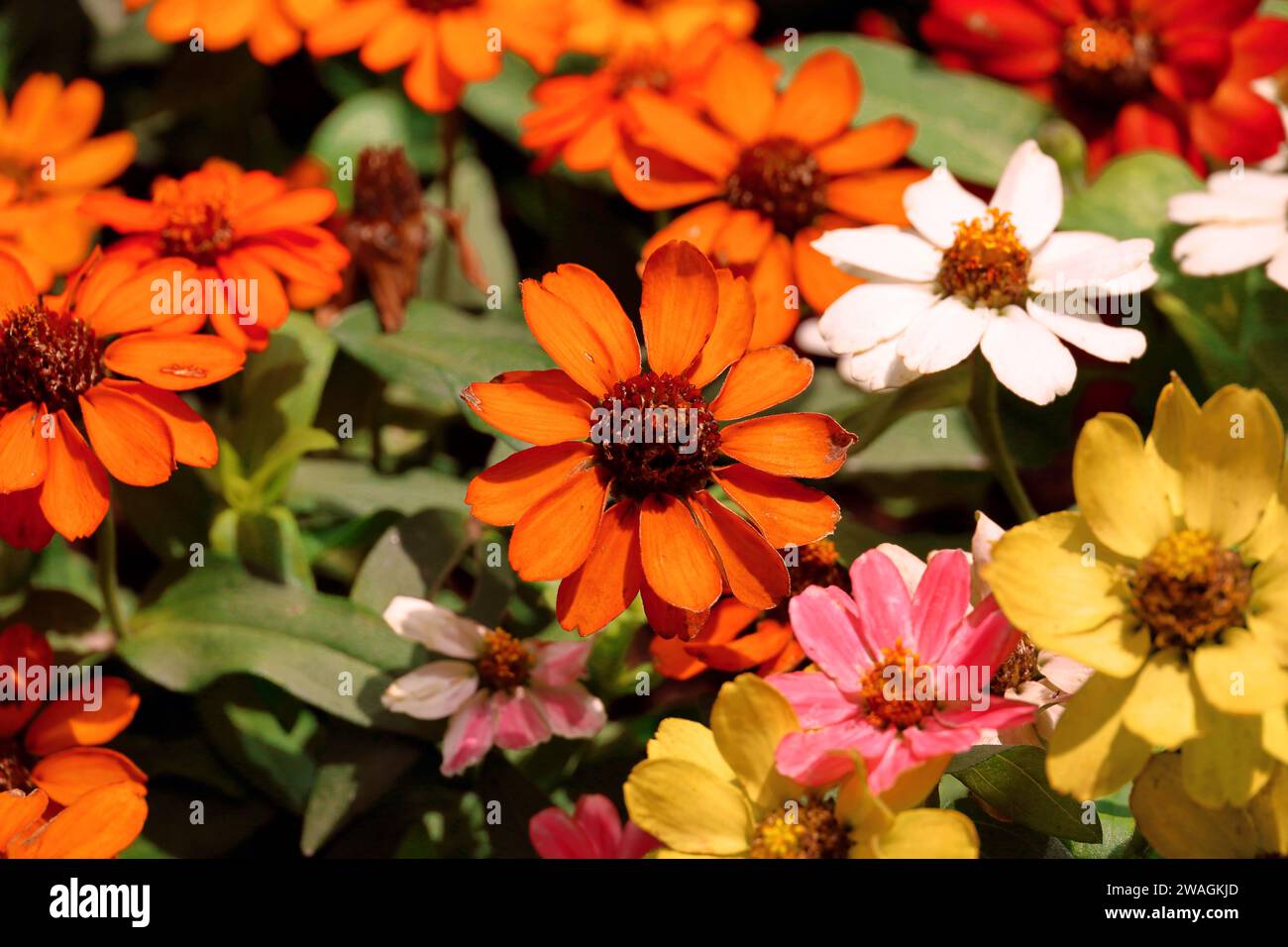 Zinnia elegant hi-res stock photography and images - Alamy