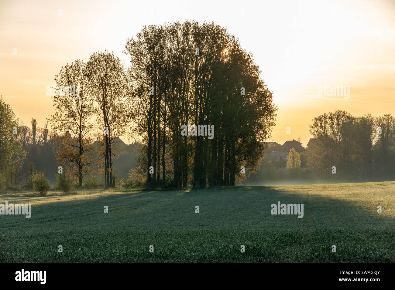 Grove of trees seen in backlight during sunrise on a spring morning ...