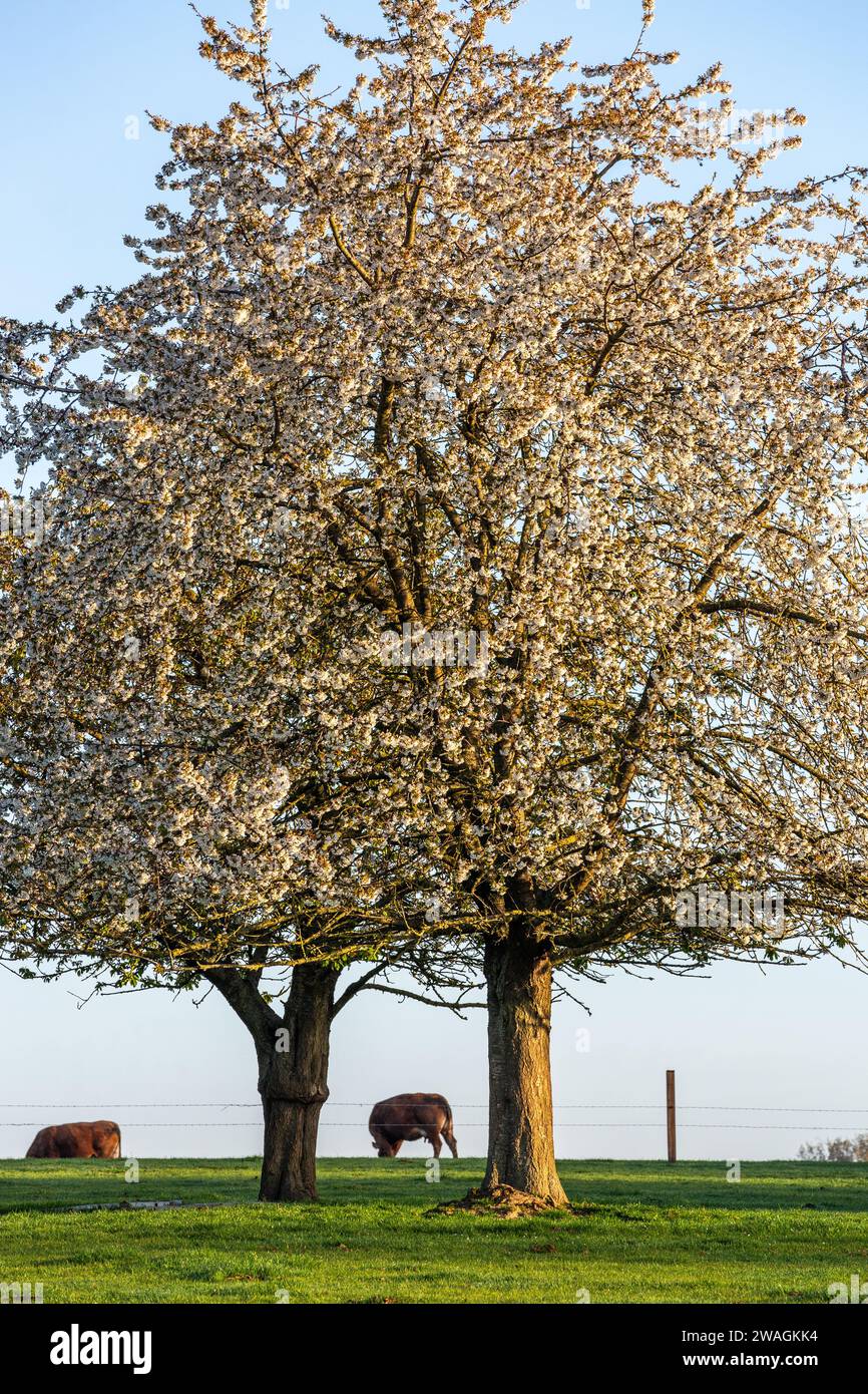 Cattle fruit hi-res stock photography and images - Alamy