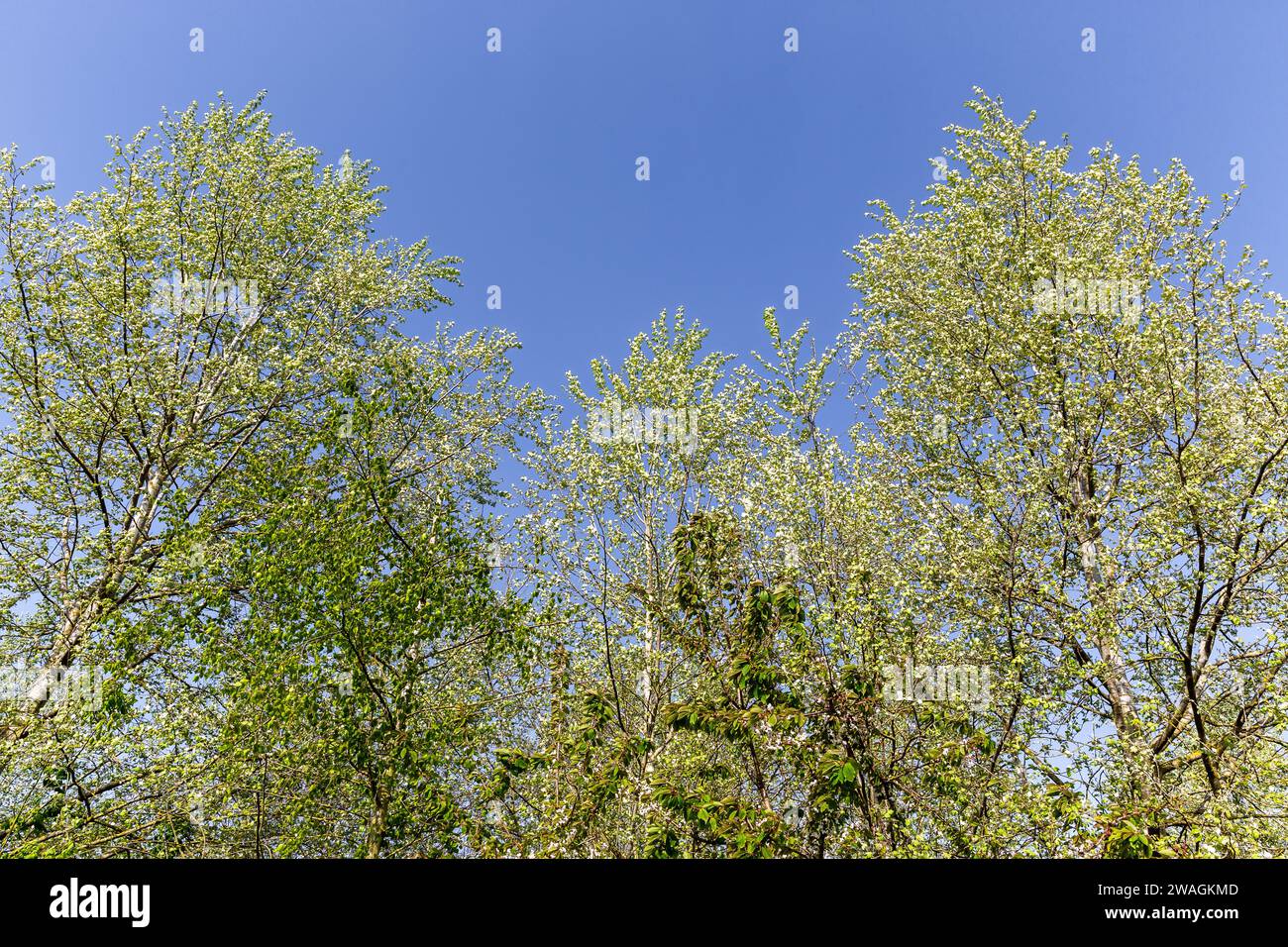 Trees with young spring foliage standing out against the intense blue ...