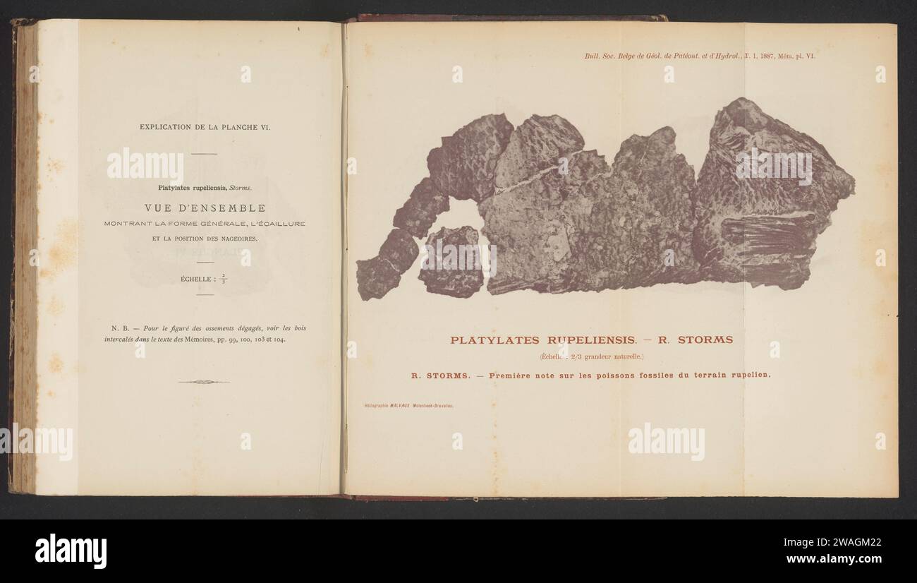 Fossil of a prehistoric fish, anonymous, c. 1882 - in or before 1887 ...