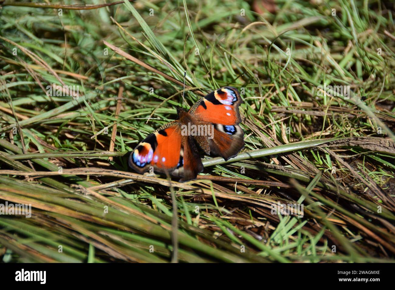 British peacock butterfly, wings spread on flattened grass Stock Photo ...