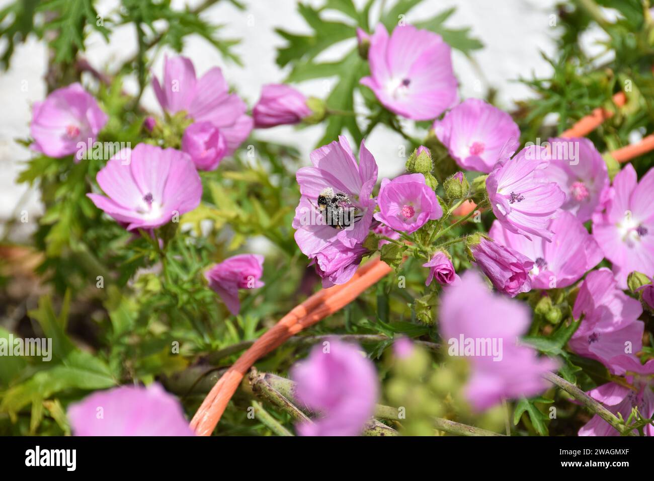 White-tailed bumble bee collecting pollen from a Musk Mallow Stock ...