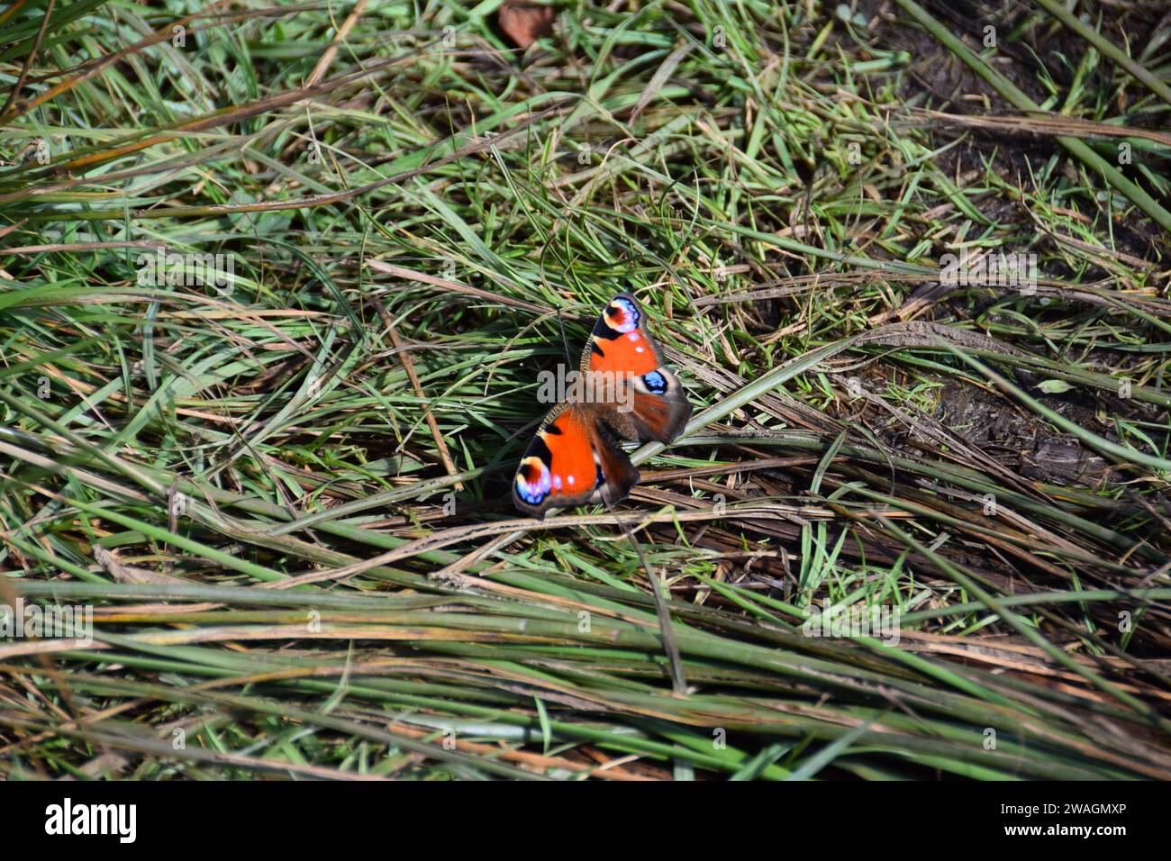 British peacock hi-res stock photography and images - Alamy