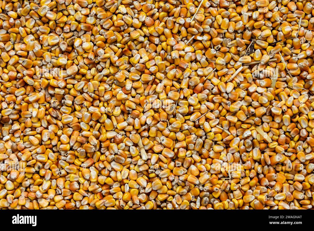 Yellow corn background with copy space Stock Photo - Alamy