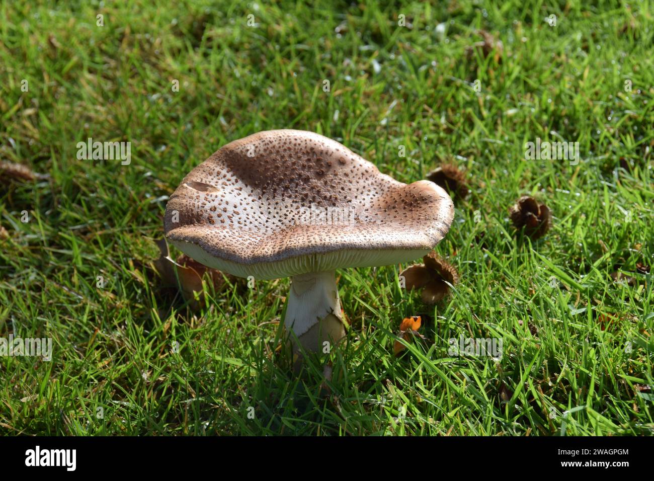 The prince mushroom hi-res stock photography and images - Alamy