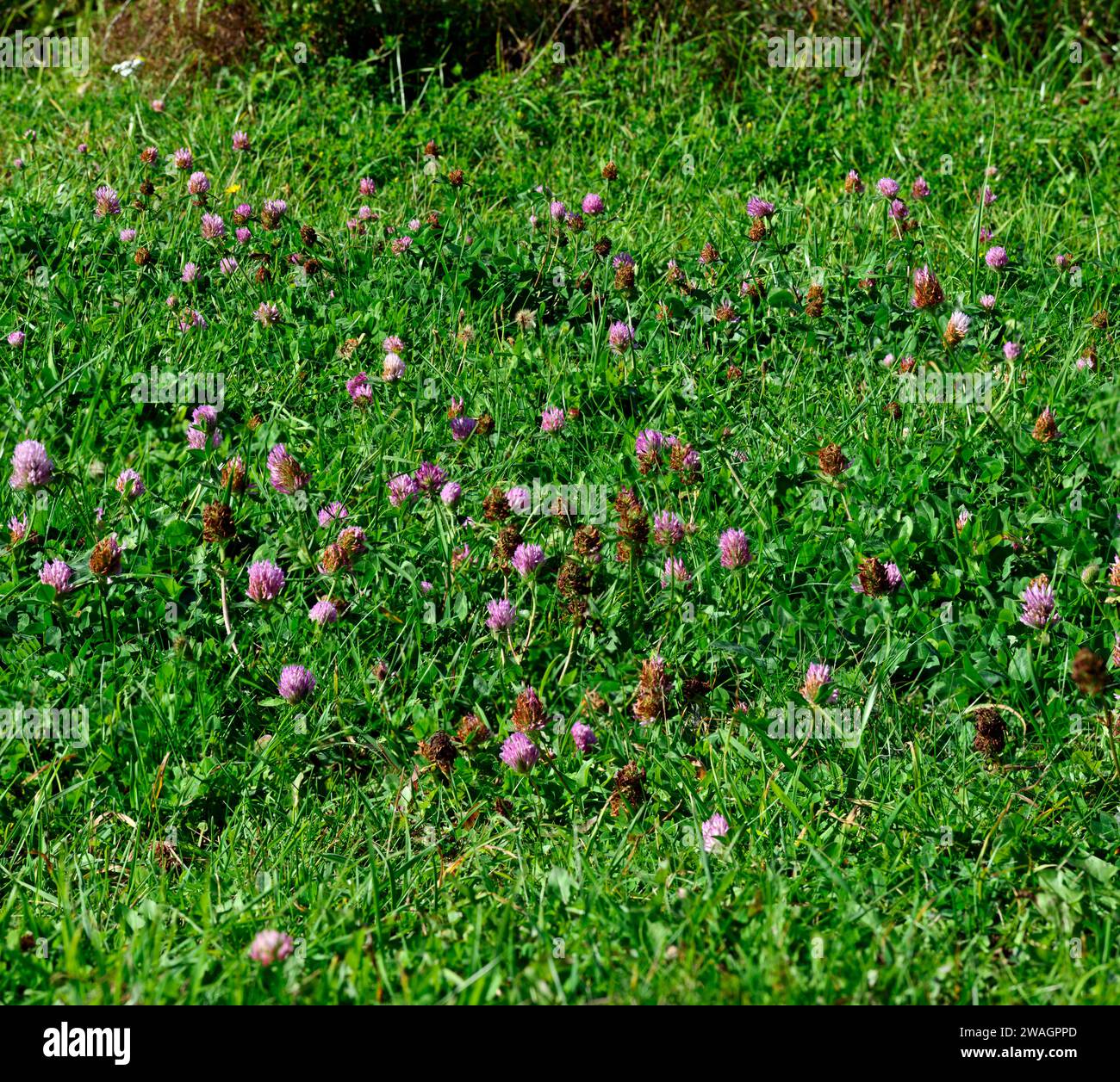 Many purple flowers of clover are in bright sunlight on green ...