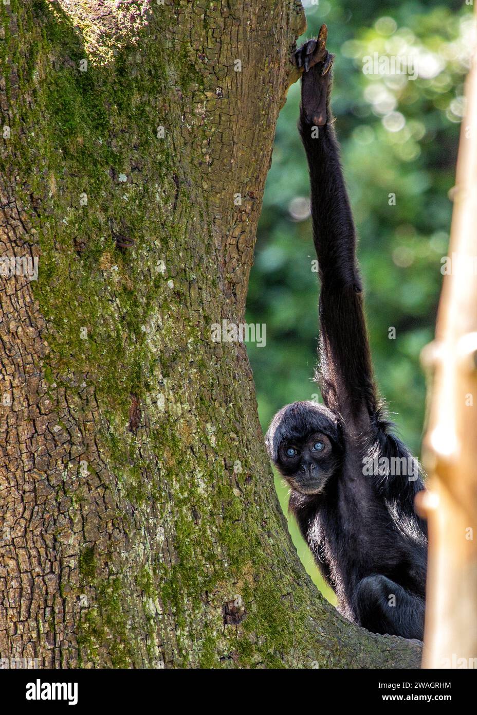 Ateles fusciceps rufiventris, the Colombian Black Spider Monkey, swings ...