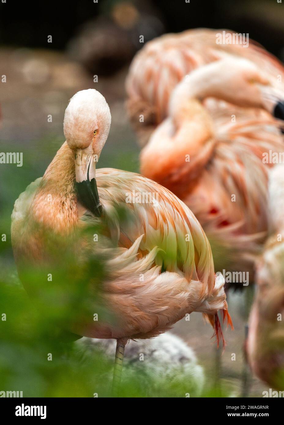 Phoenicopterus chilensis, the Chilean Flamingo, graces South American ...