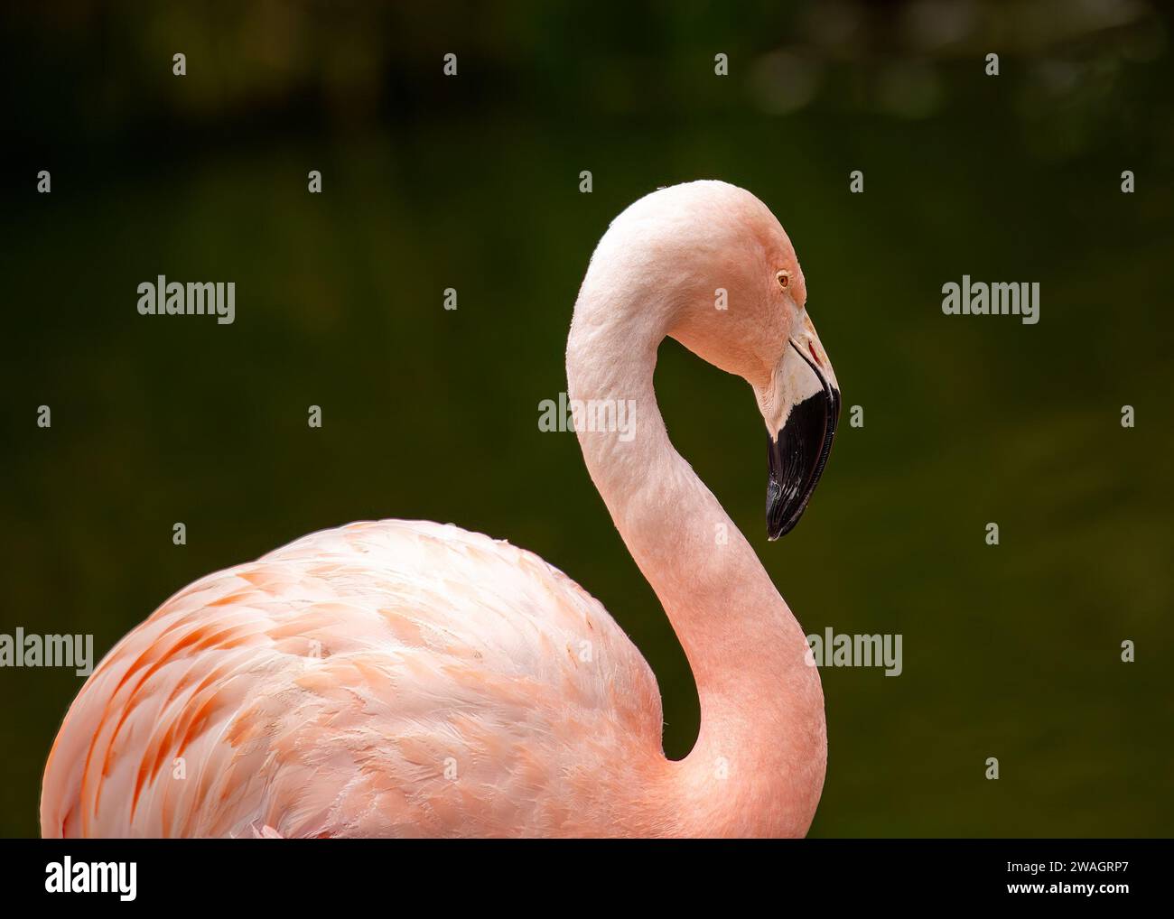 Phoenicopterus chilensis, the Chilean Flamingo, graces South American ...