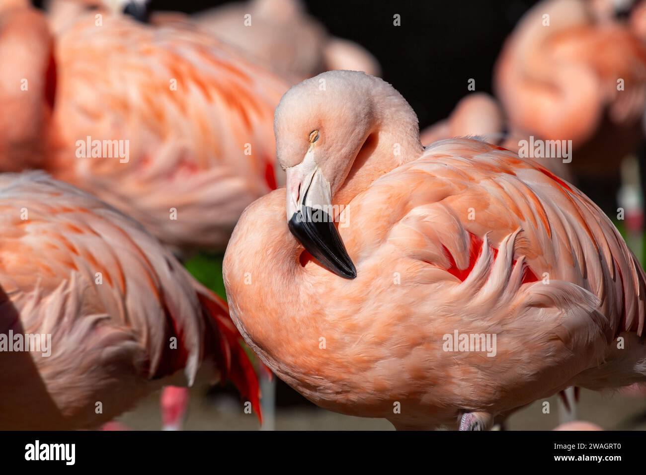 Phoenicopterus chilensis, the Chilean Flamingo, graces South American ...
