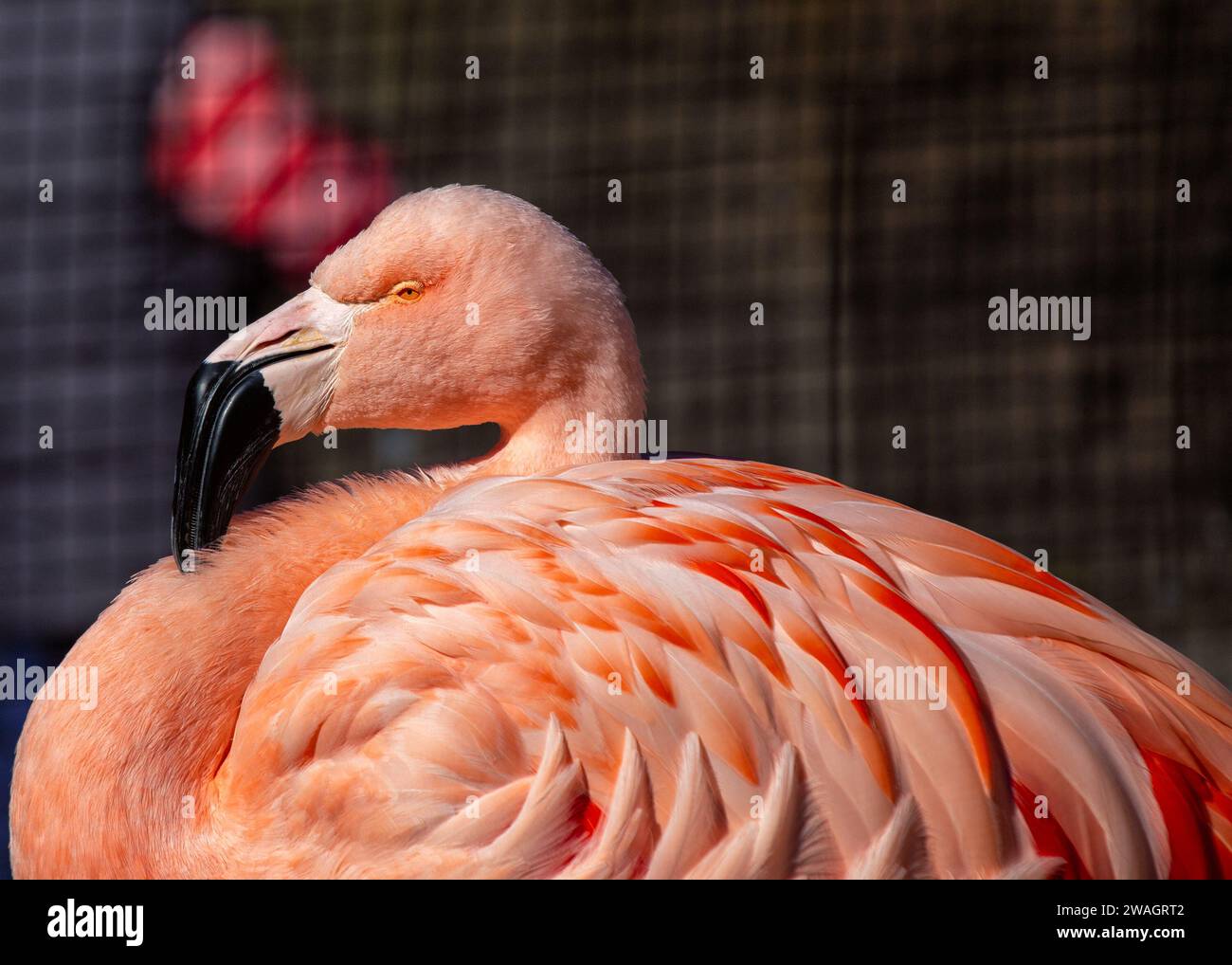 Phoenicopterus chilensis, the Chilean Flamingo, graces South American ...