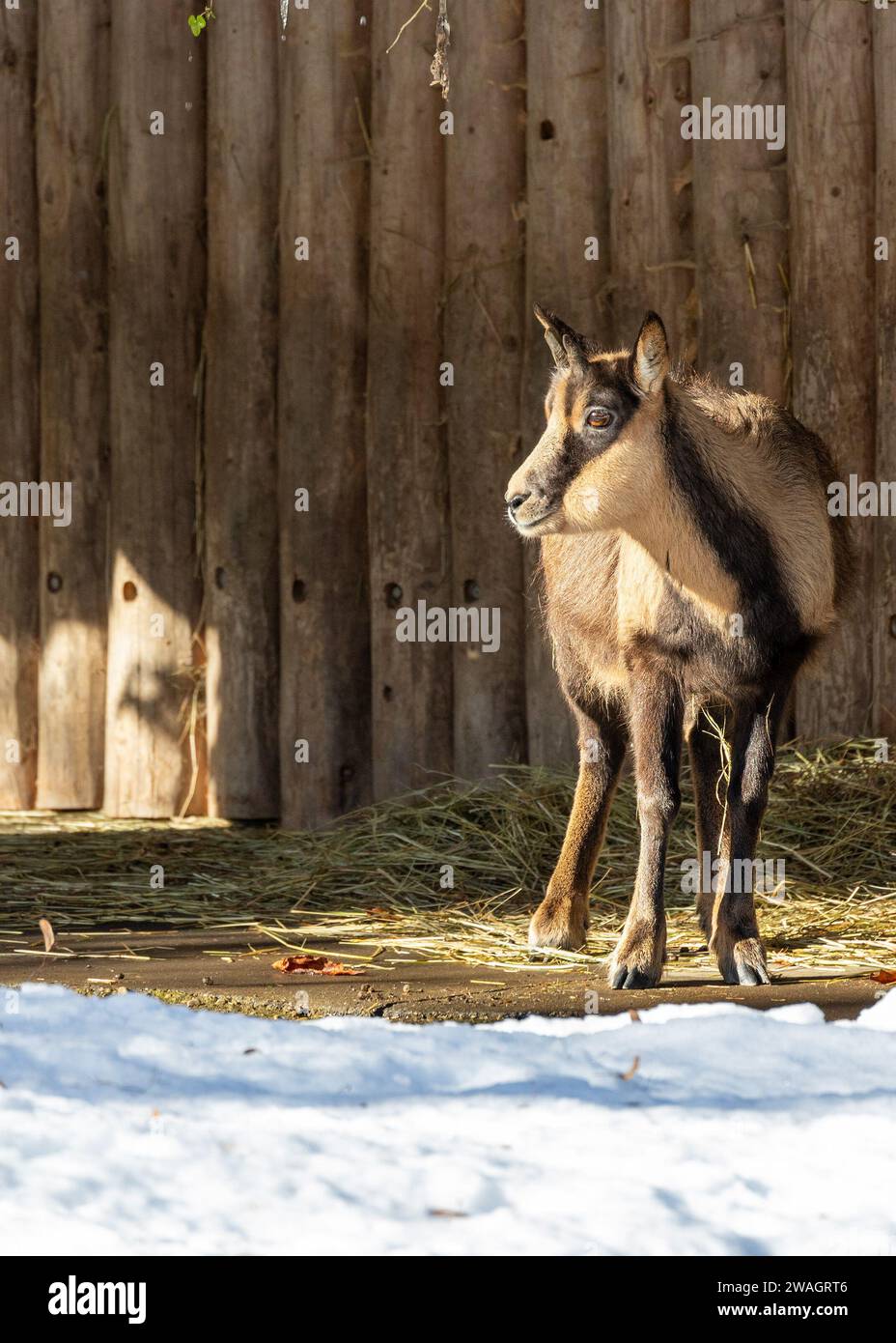 Rupicapra rupicapra, the Chamois, gracefully navigates European alpine ...