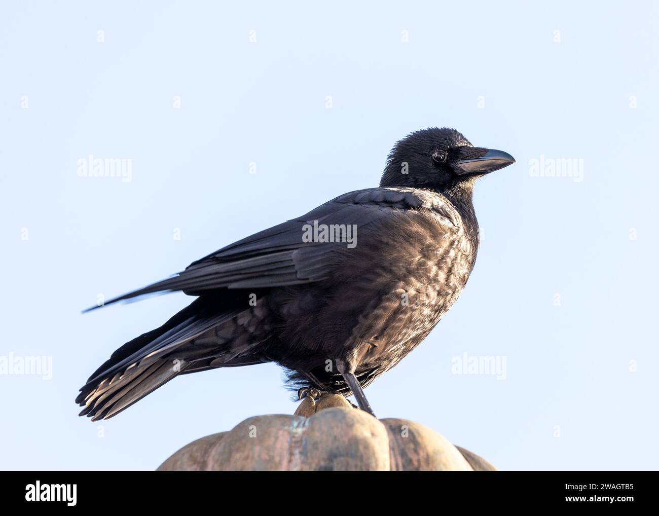 Corvus corone, the Carrion Crow, brings intelligence to European ...