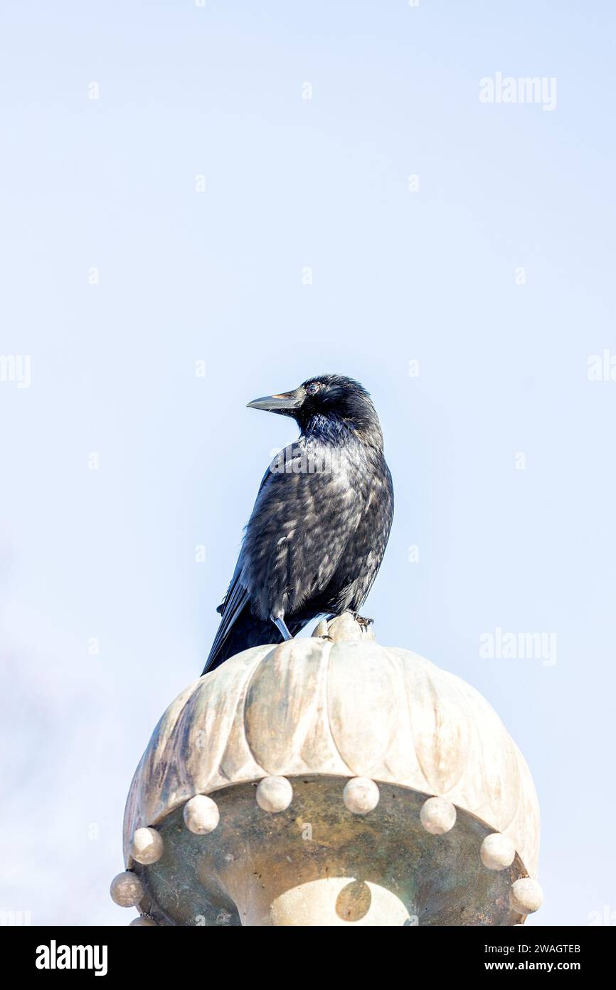 Corvus corone, the Carrion Crow, brings intelligence to European ...