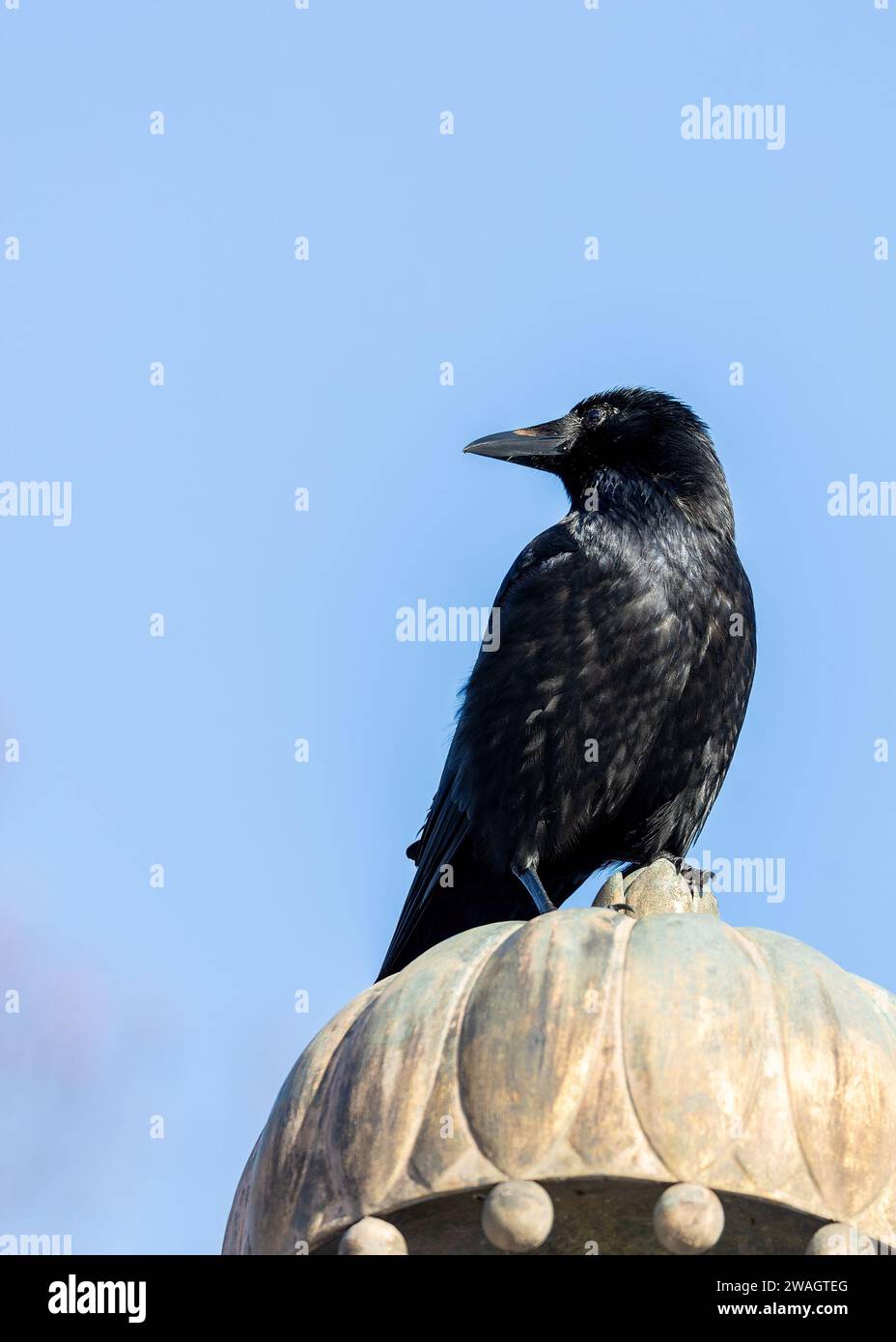 Corvus corone, the Carrion Crow, brings intelligence to European ...