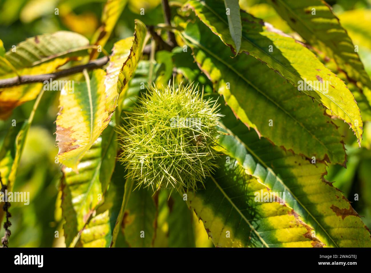 Fruits of the sweet chestnut, in the Haard forest area, in the northern ...