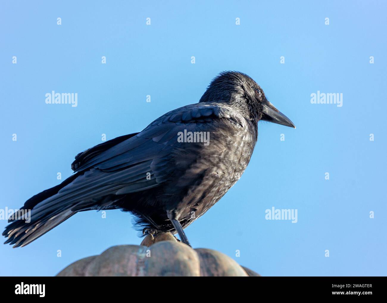 Corvus corone, the Carrion Crow, brings intelligence to European ...