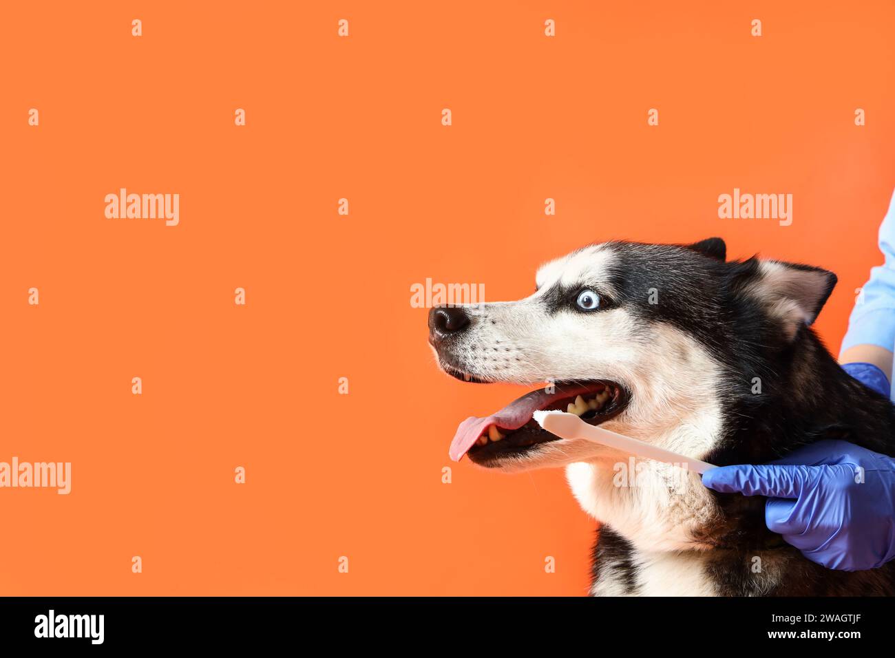 Veterinarian brushing Siberian Husky dog's teeth on orange background ...