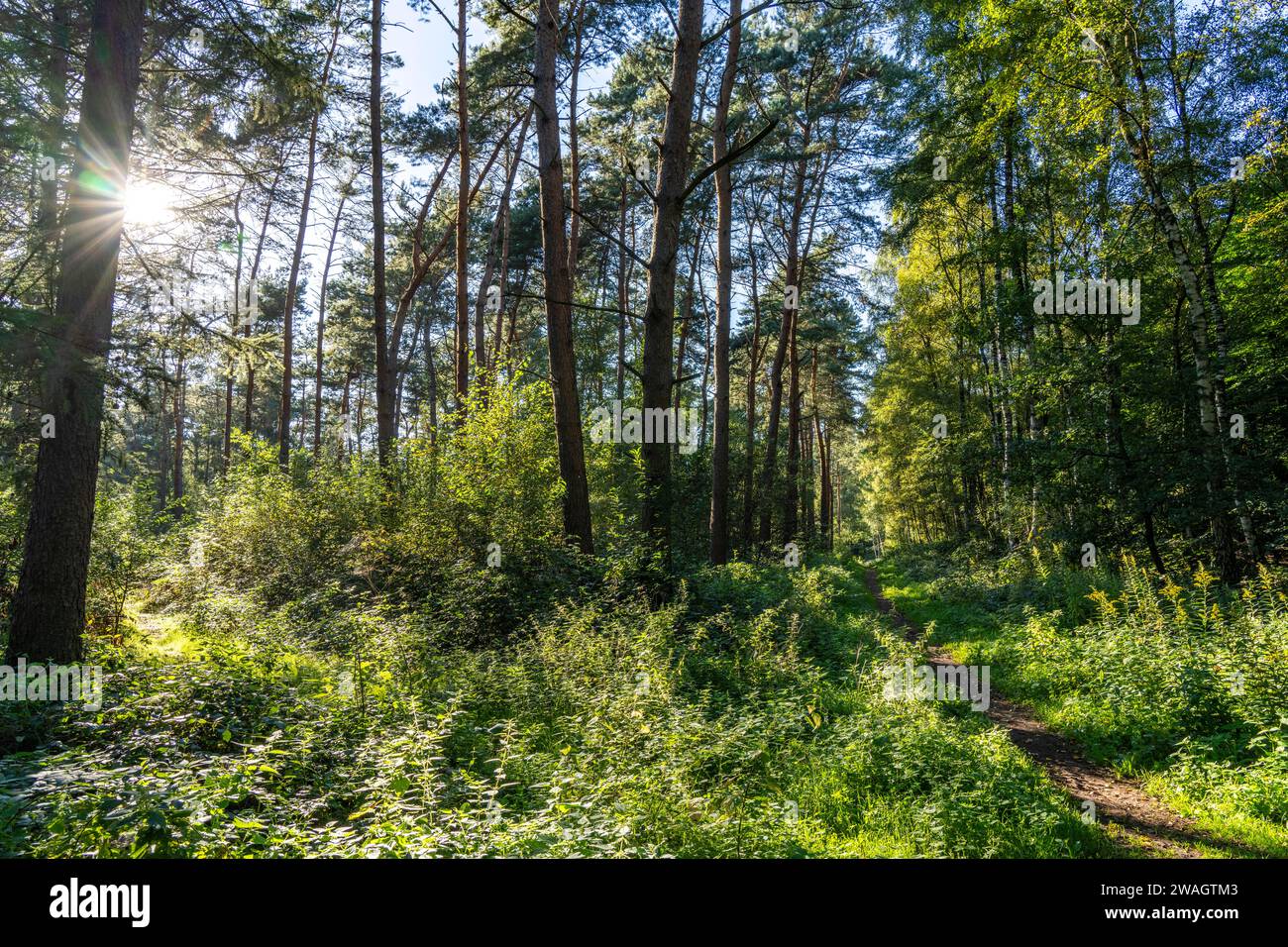 Forest path along the Lippe floodplains near Olfen, nature reserve ...