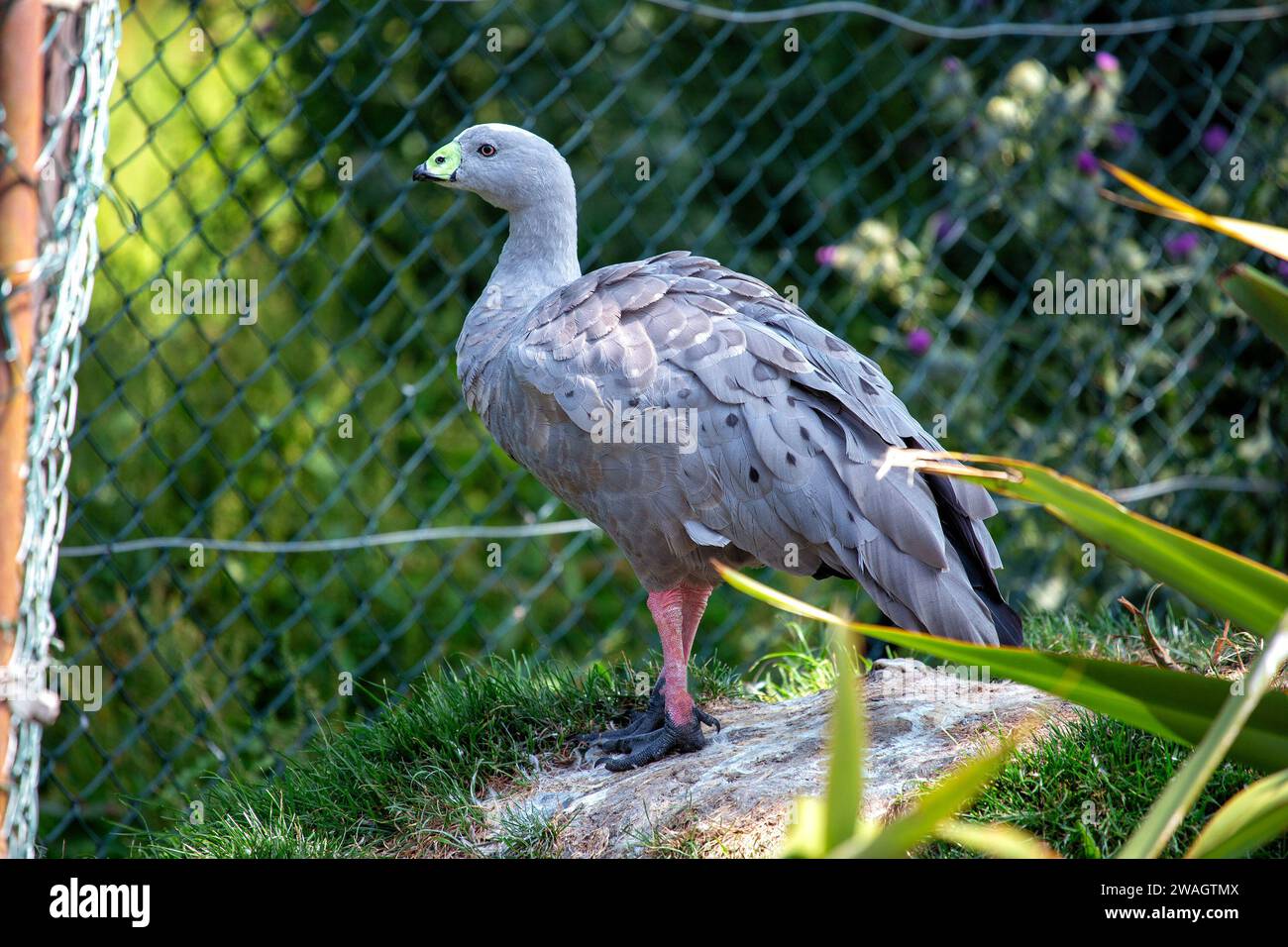 Cereopsis novaehollandiae, the Cape Barren Goose, inhabits Australian ...