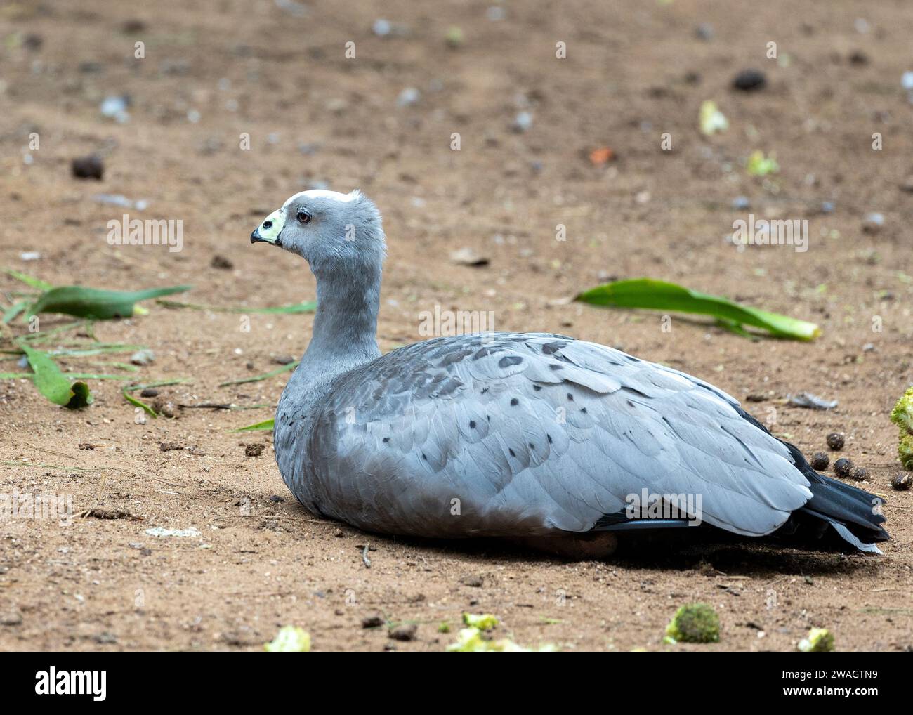 Cereopsis novaehollandiae, the Cape Barren Goose, inhabits Australian ...