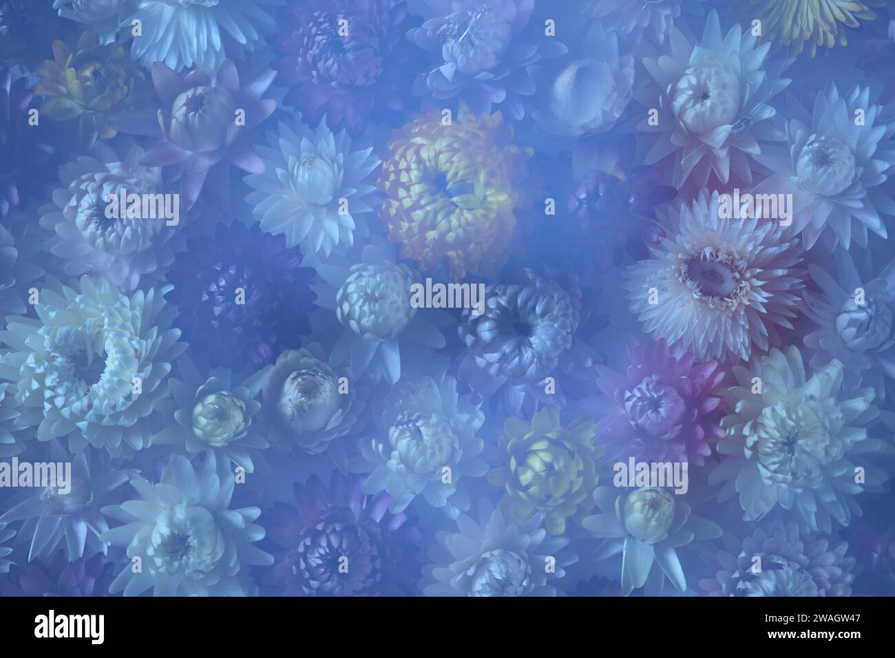 Wallpaper flowers image hi-res stock photography and images - Alamy
