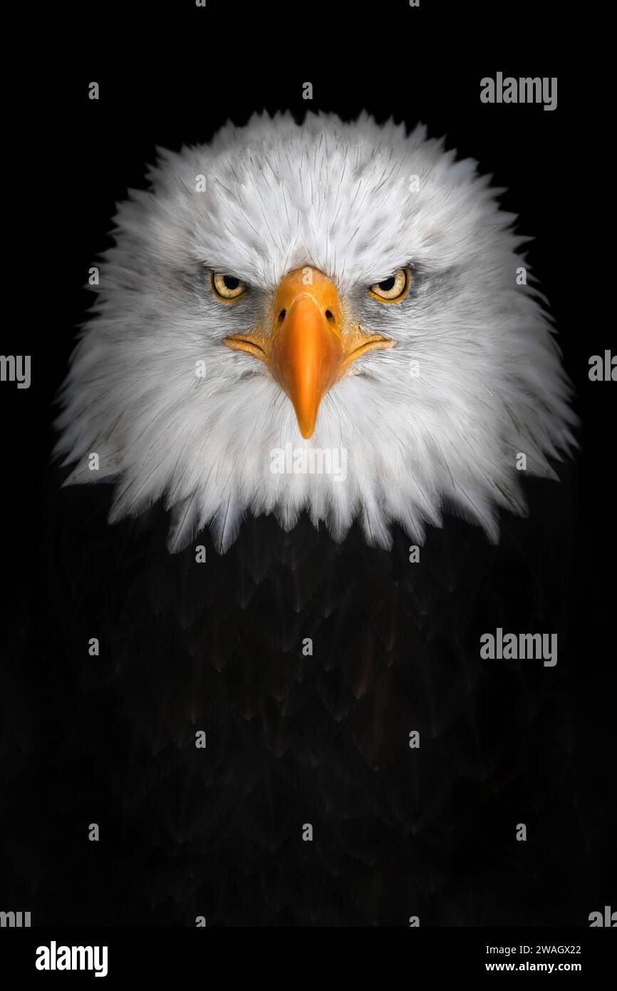 A close-up portrait of a bald eagle (Haliaeetus leucocephalus) staring into the camera with an ...