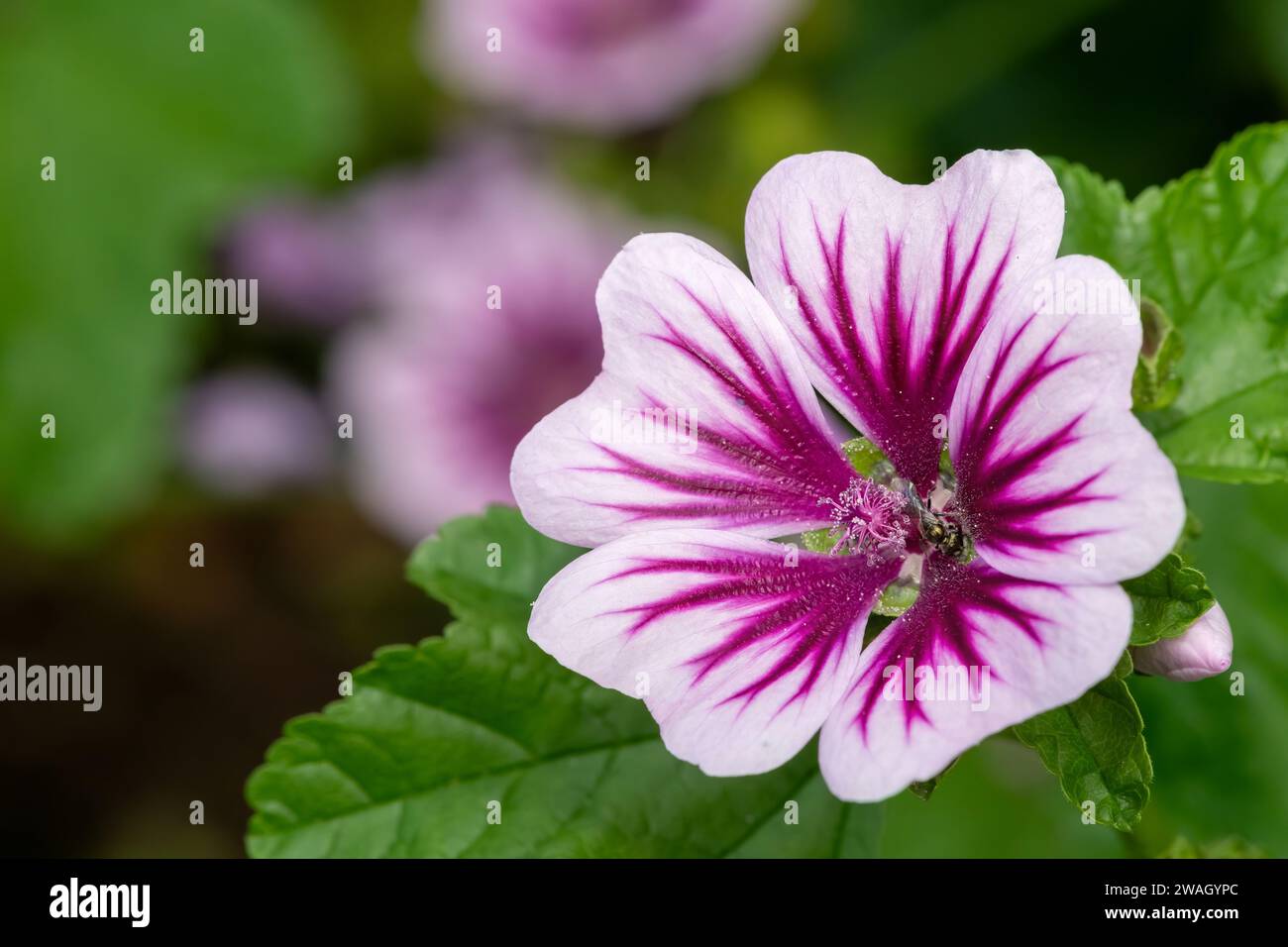 Malva sylvestris ‘zebrina’ hi-res stock photography and images - Alamy