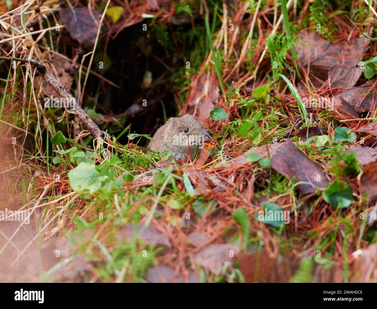 Bank Vole (Myodes glareolus) in the forest, Scottish Highlands, United ...