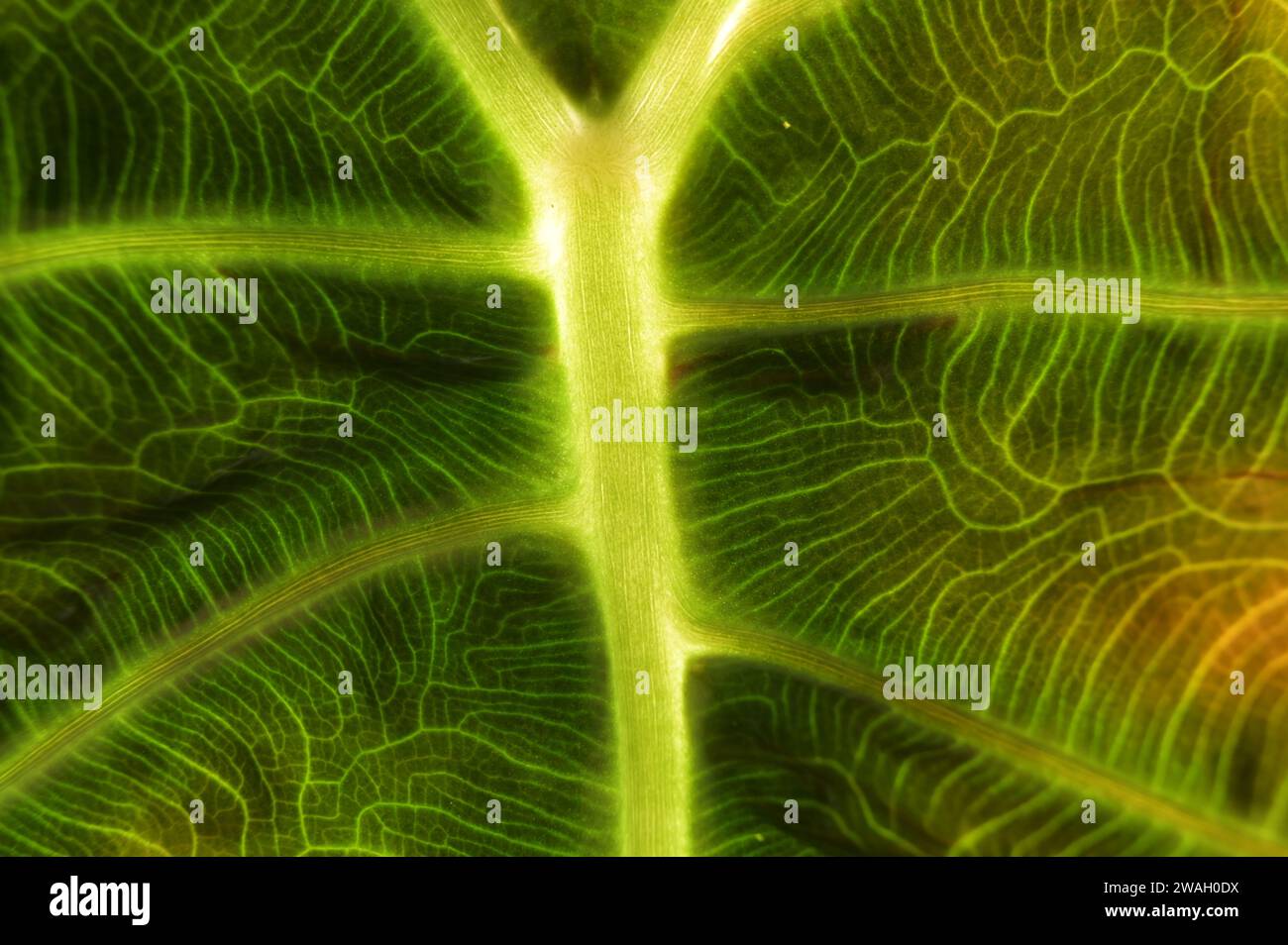 Leaf vains hi-res stock photography and images - Alamy