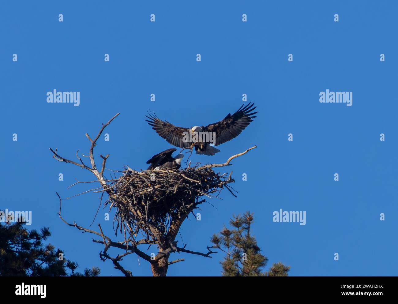 Eagle nesting hi-res stock photography and images - Alamy