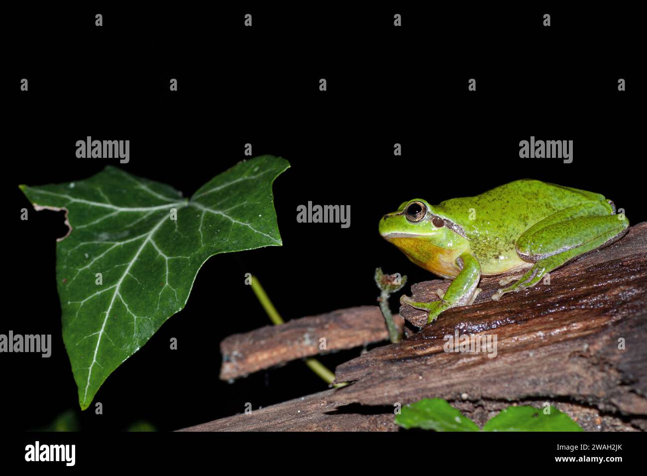 stripeless treefrog, Mediterranean treefrog (Hyla meridionalis), male ...